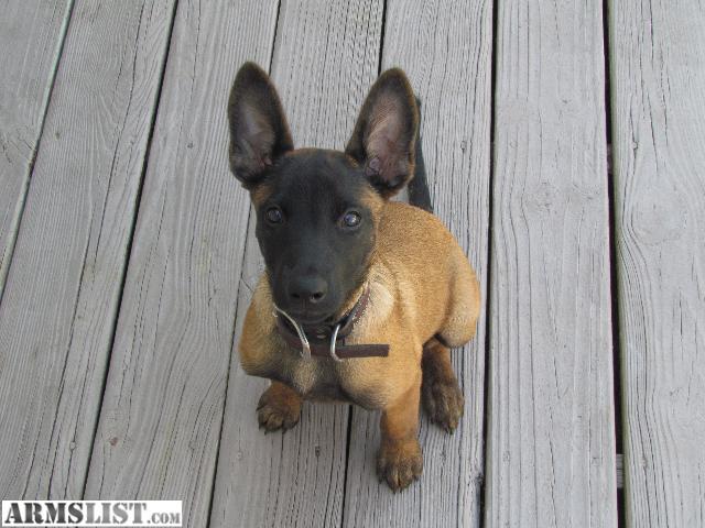 Gray Belgian Malinois | [#] Lunawsome